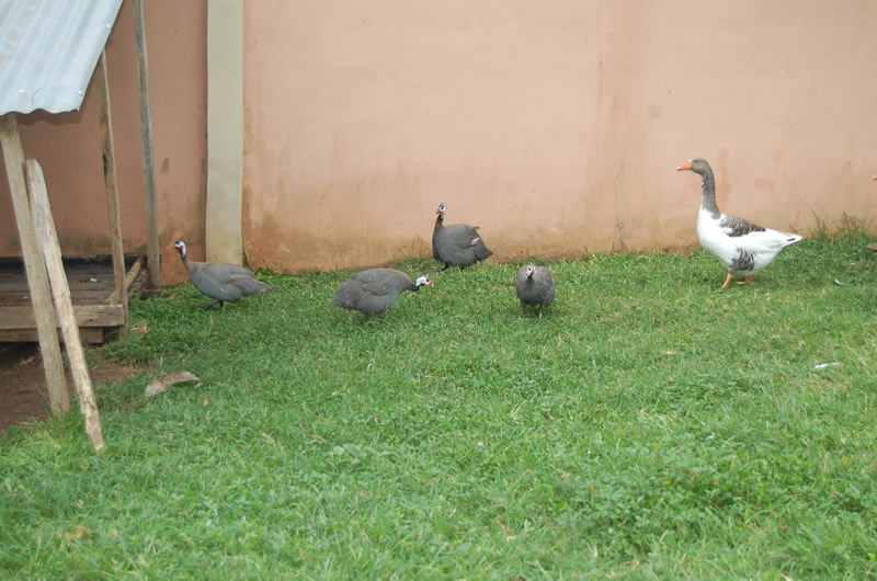 SPAL FARMS - Spal Poultry Farm