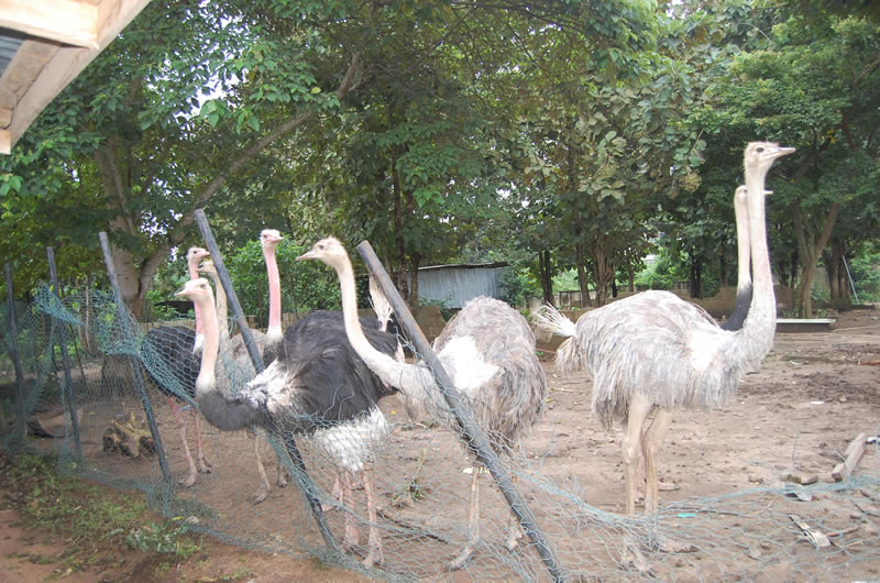 SPAL FARMS - Spal Poultry Farm