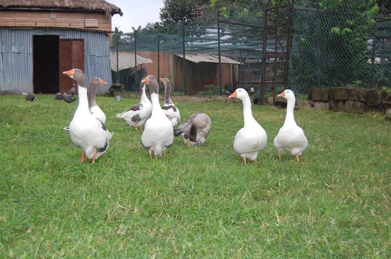 SPAL FARMS - Spal Poultry Farm