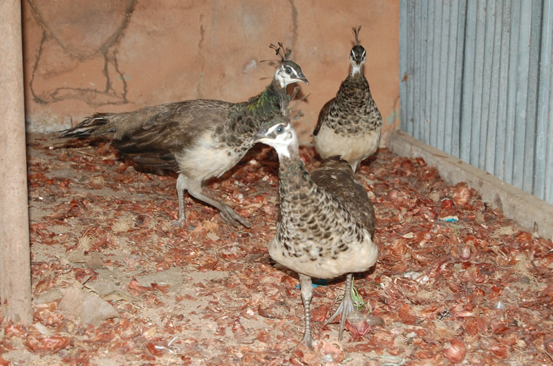 SPAL FARMS - Spal Poultry Farm